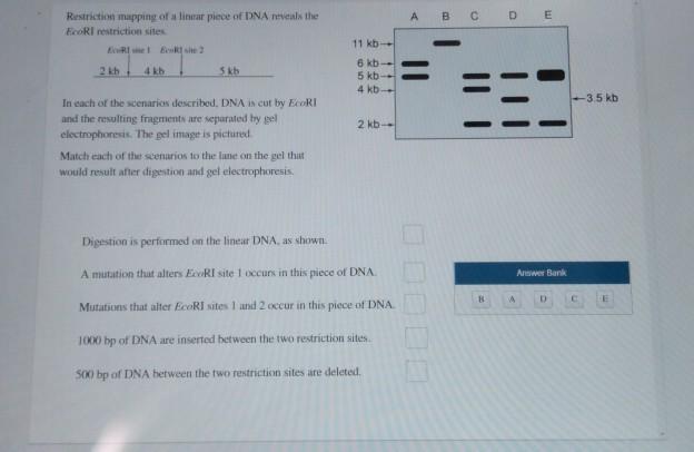 Solved Restriction mapping of a linear piece of DNA neveals | Chegg.com