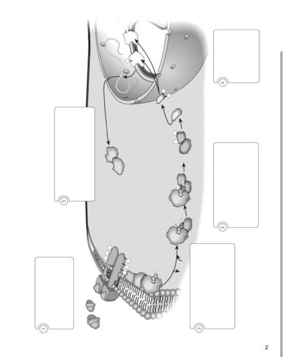 Solved Cell Communication In Class Activity 1 Label The