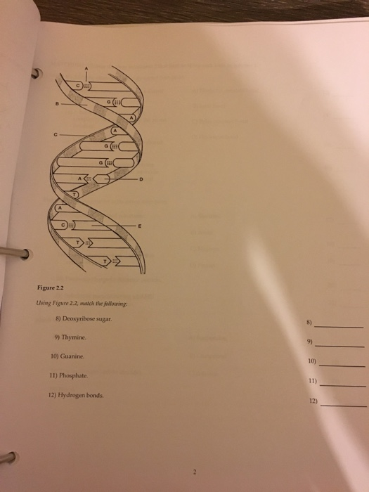 Solved SHORT ANSWER. Write the word or phrase that best | Chegg.com Solved SHORT ANSWER. Write the word or phrase that best | Chegg.com