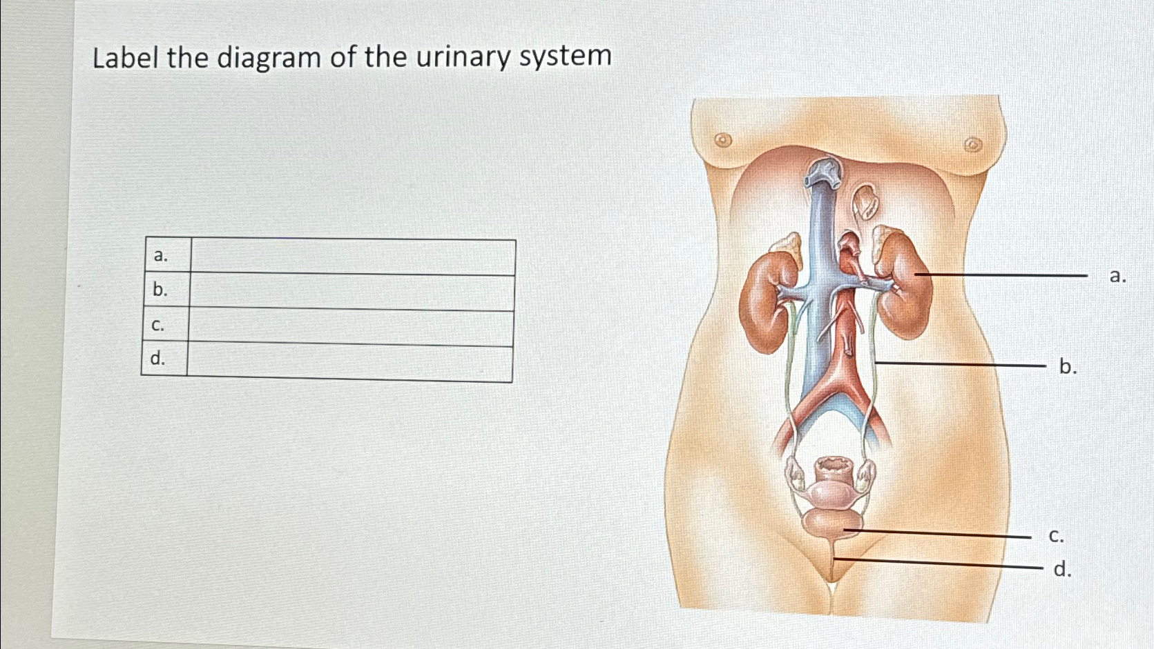 Solved Label the diagram of the urinary | Chegg.com
