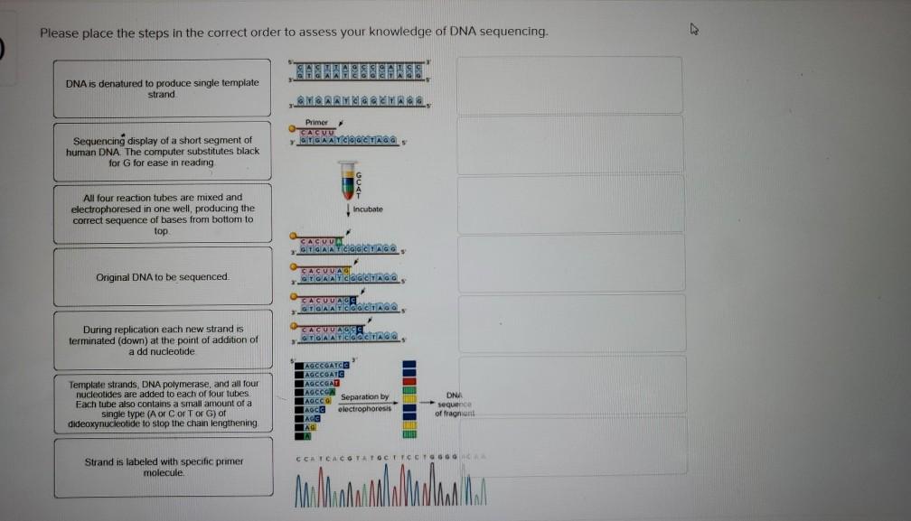 Solved Please place the steps in the correct order to assess | Chegg.com