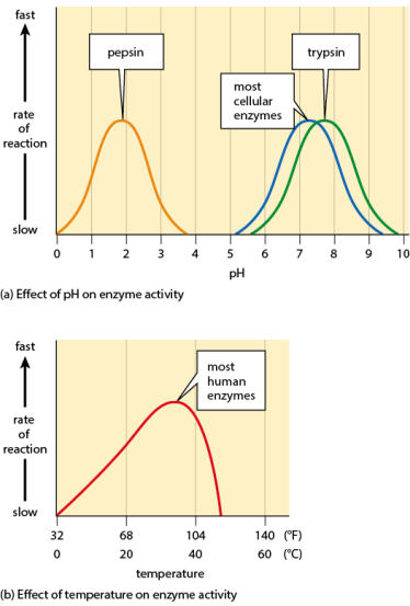 Solved These two graphs show how the rate of enzyme activity | Chegg.com