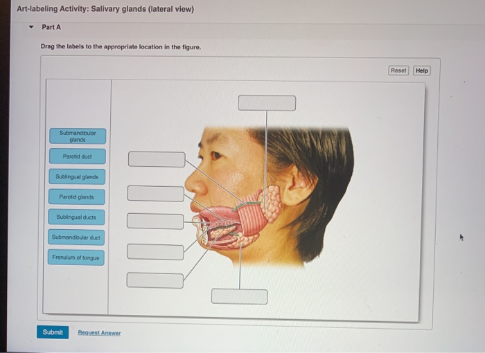 Solved Art-labeling Activity: The oral cavity (anterior | Chegg.com