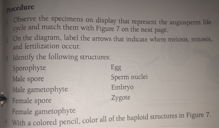 Solved Procedure Observe the specimens on display that | Chegg.com