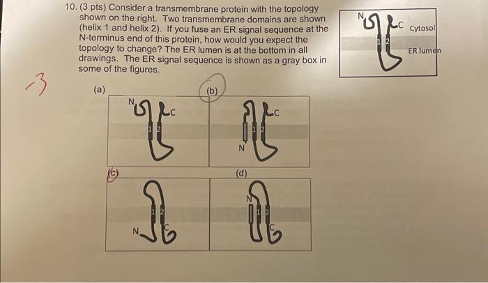 Solved 10. ( 3 pts) Consider a transmembrane protein with | Chegg.com