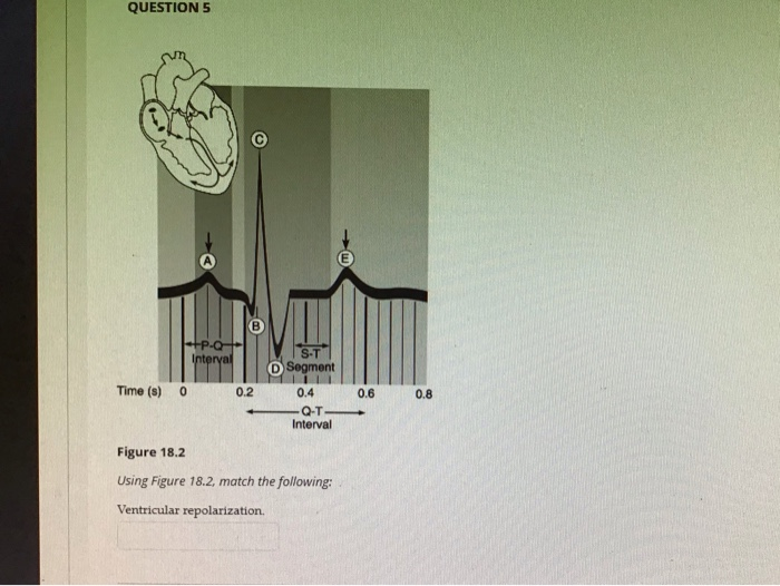 Solved QUESTION 5 -P-Q Interval S-T Segment Time (s) 0 0.2 | Chegg.com