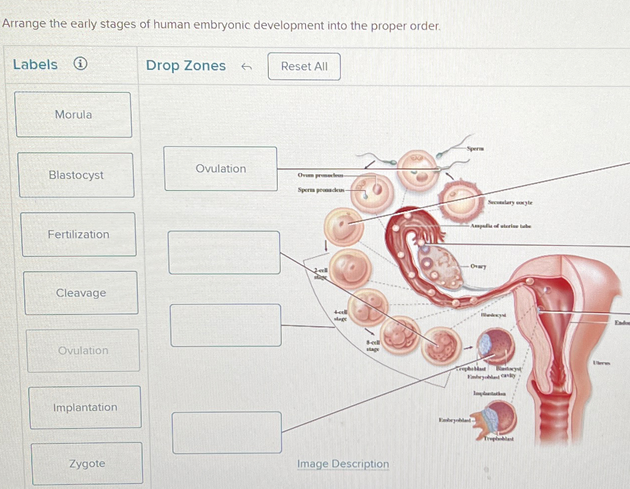 Solved Arrange the early stages of human embryonic | Chegg.com