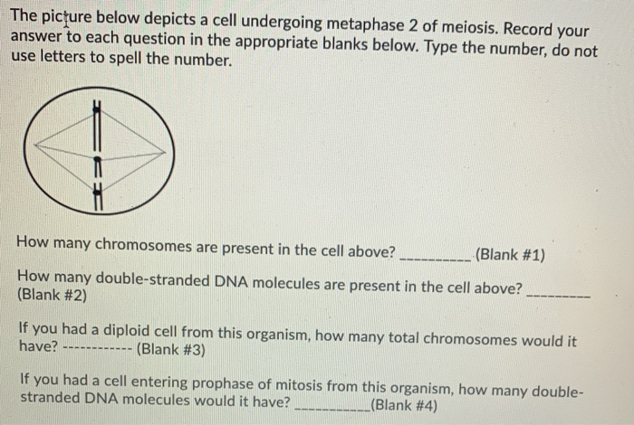 Solved The picture below depicts a cell undergoing metaphase | Chegg.com