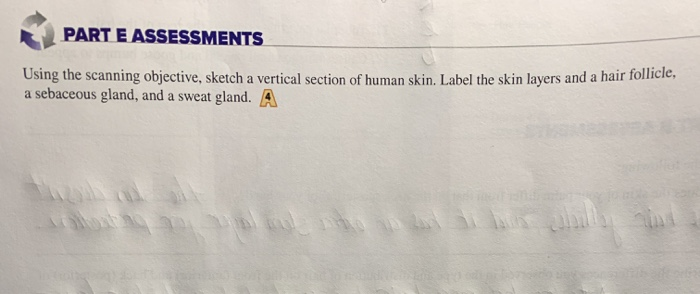Solved PART E ASSESSMENTS Using the scanning objective, | Chegg.com