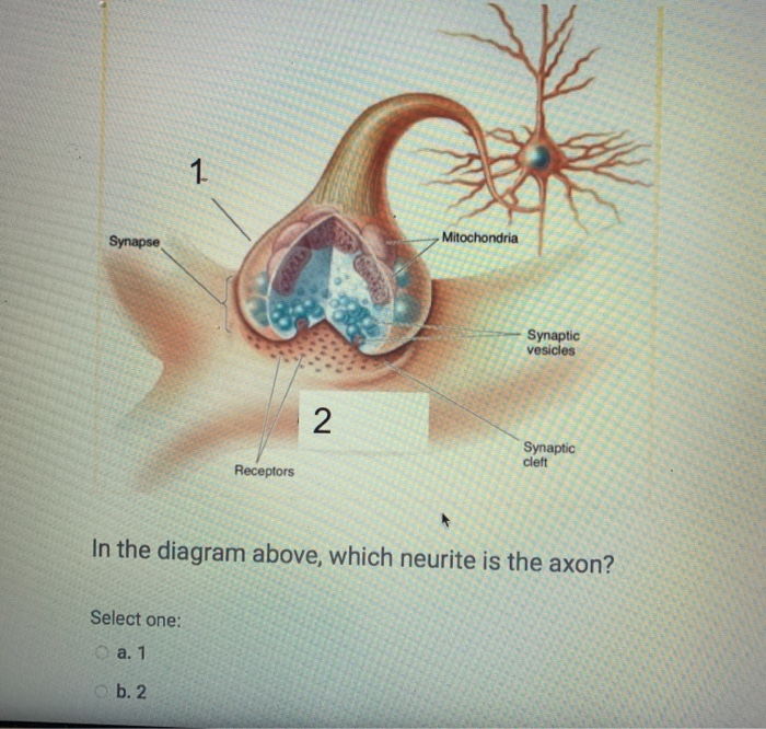 Solved 1. Synapse Mitochondria Synaptic vesicles 2 Synaptic | Chegg.com