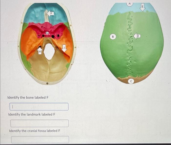 Solved F B D H Identify the bone labeled F Identify the | Chegg.com