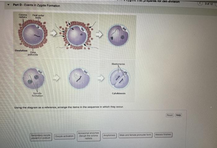 Solved -19 prepares for cell division Part D-Events In | Chegg.com