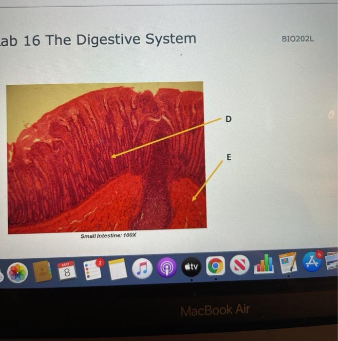 Solved Lab 16 The Digestive System BIO202L D E Small | Chegg.com
