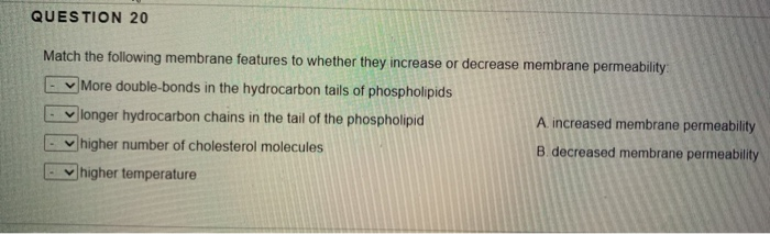 Solved QUESTION 20 Match the following membrane features to | Chegg.com