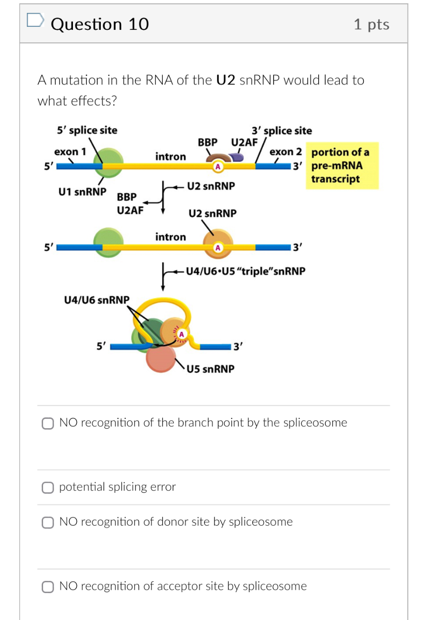 Solved Question 10A mutation in the RNA of the U2 ﻿snRNP | Chegg.com