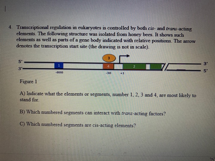 Solved 4. Transcriptional regulation in eukaryotes is | Chegg.com