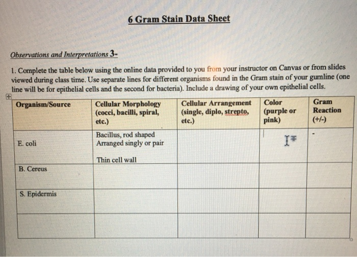 Solved 6 Gram Stain Data Sheet Observations and | Chegg.com