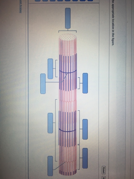Solved = band H band Z line Myofibril M line A band Zone of | Chegg.com