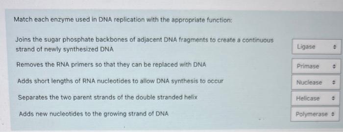 Solved Match each enzyme used in DNA replication with the | Chegg.com