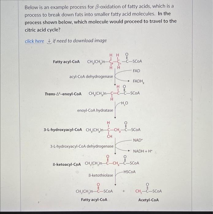Solved Below is an example process for B-oxidation of fatty | Chegg.com