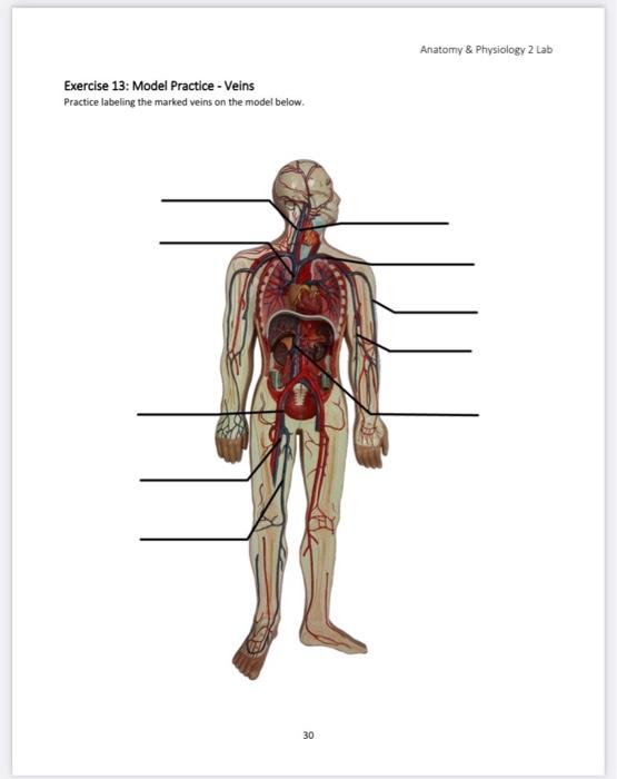 Solved Anatomy & Physiology 2 Lab Exercise 13: Model | Chegg.com