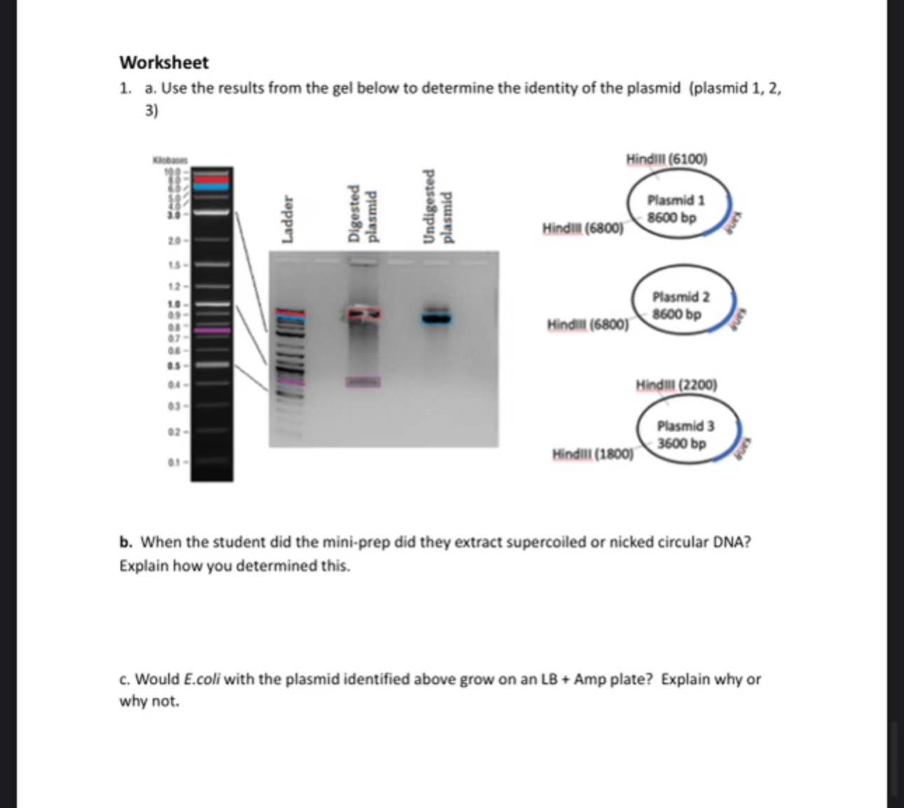 Solved Worksheeta. ﻿Use the results from the gel below to | Chegg.com