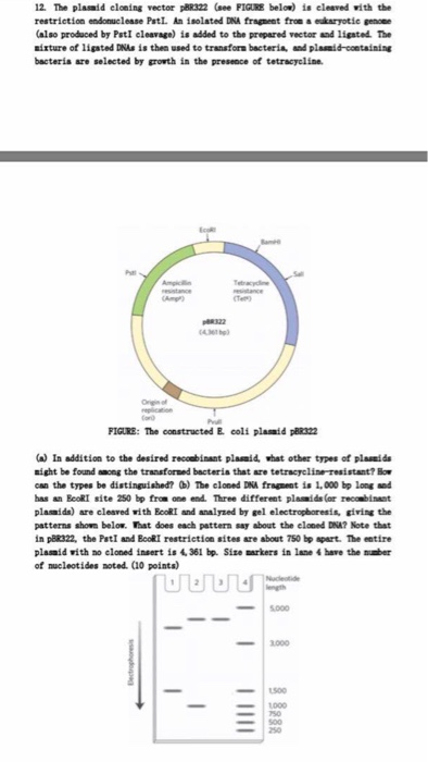Solved 12. The plasaid cloning vector pR322 (see FIGURE | Chegg.com