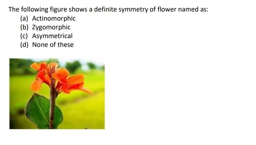 The following figure shows a definite symmetry of | Chegg.com