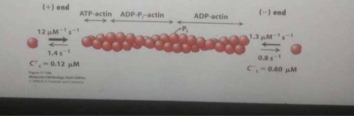 Solved Actin filaments treadmill through solution at a | Chegg.com