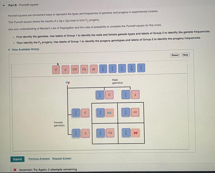Solved Part B Punnett Square Punnett Squares Are