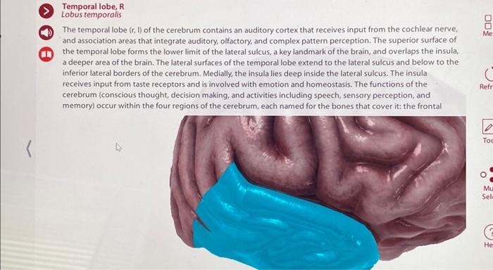 Solved i. Separating the superior surface of each temporal | Chegg.com