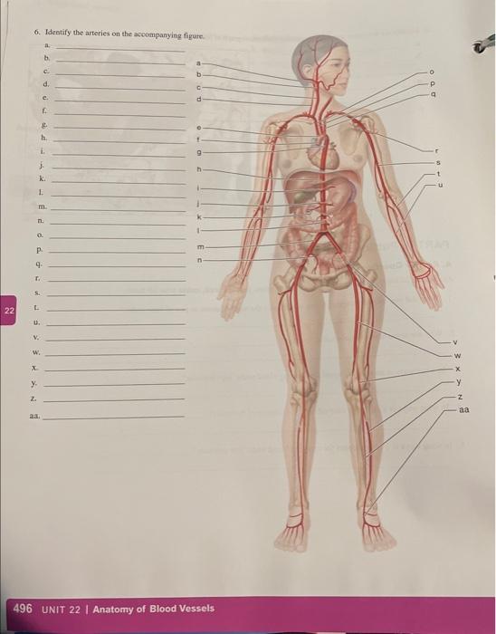 Solved 6. Identify the arteries on the aceompanying fi a. b. | Chegg.com
