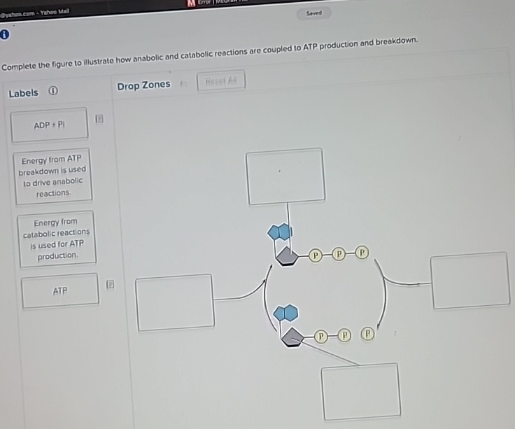 Solved Complete the figure to illustrate how anabolic and | Chegg.com