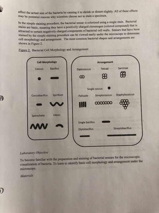 3-Preparation of Bacterial Smears and Simple Stains | Chegg.com