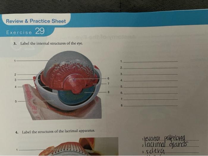 Solved Review & Practice Sheet Exercise 29 3. Label the | Chegg.com