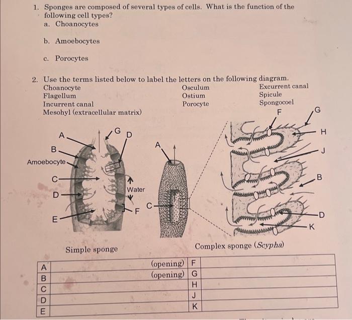 1. Sponges are composed of several types of cells. | Chegg.com