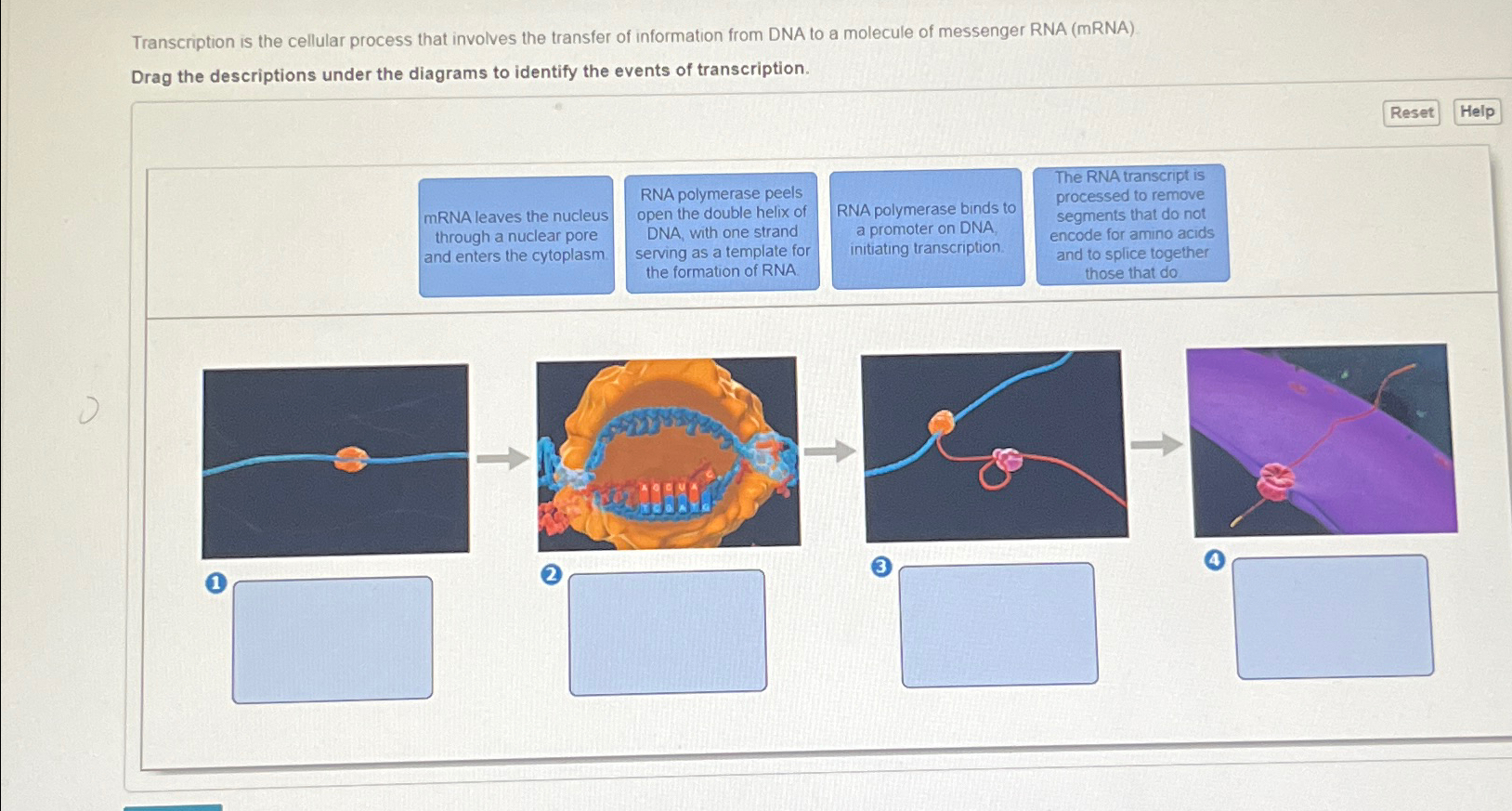 Solved Transcription is the cellular process that involves | Chegg.com
