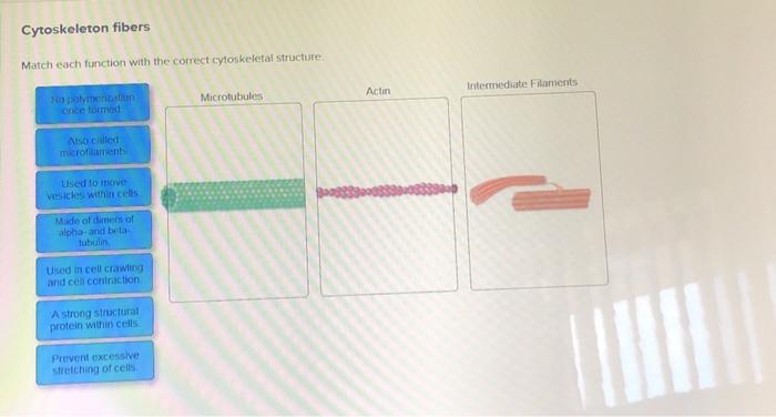 Solved Cytoskeleton fibers Match each function with the | Chegg.com