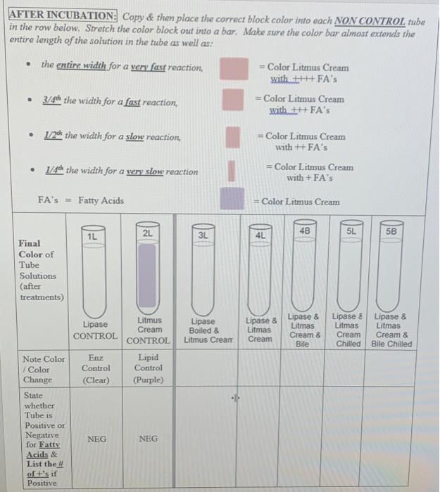 Solved DIGESTION PHYSIOLOGY LAB The following activities | Chegg.com