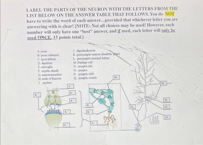Solved LABEL THE PARTS OF THE NEURON WITH THE LETTERS FROM | Chegg.com