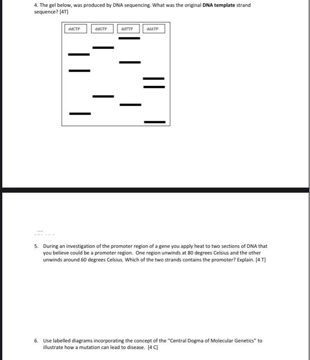 Solved 4. The gel below, was produced by DNA sequencing. | Chegg.com