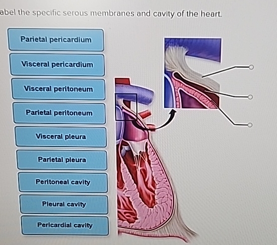 Solved abel the specific serous membranes and cavity of the | Chegg.com