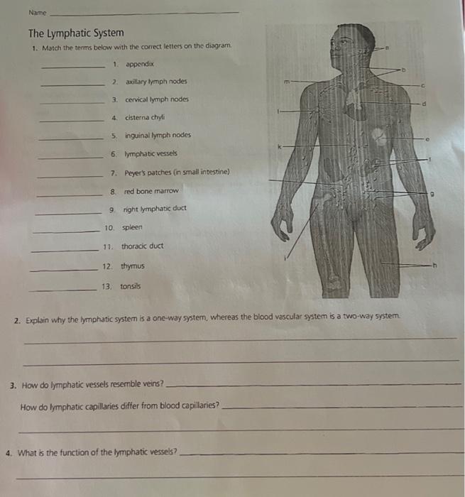 Solved The Lymphatic System 1. Match the terms below with | Chegg.com Solved The Lymphatic System 1. Match the terms below with | Chegg.com