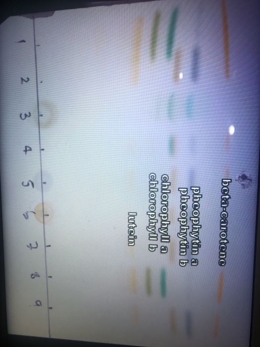 Solved 1. Virtual TLC analysis of photosynthetic pigments | Chegg.com