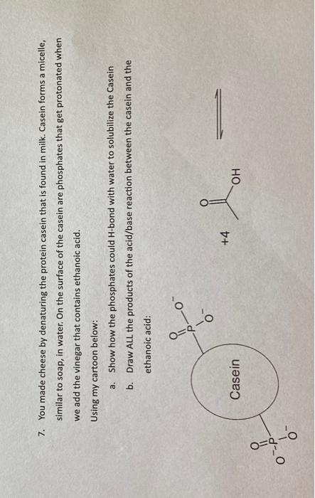 Solved 7. You made cheese by denaturing the protein casein | Chegg.com