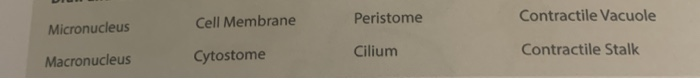 Solved Procedure Examine the "Euglena (w.m)" prepared slide; | Chegg.com