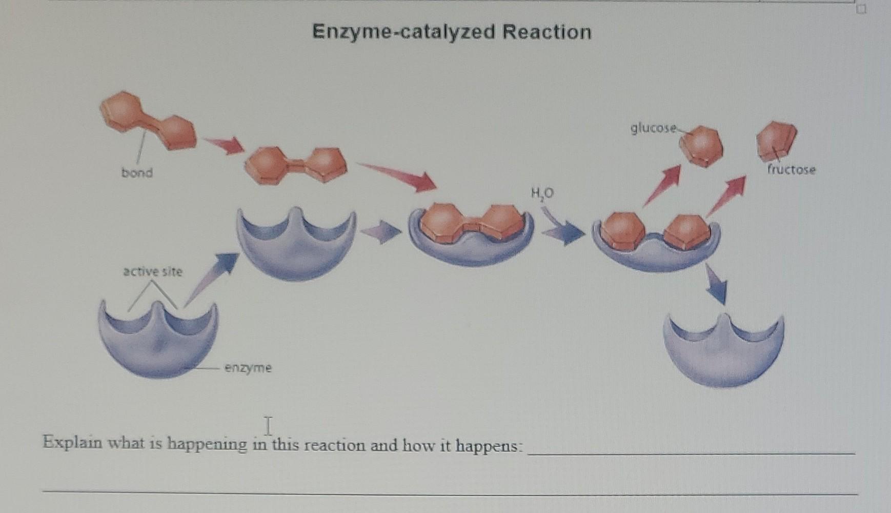 Solved Enzyme Catalyzed Reaction Explain What Is Happening