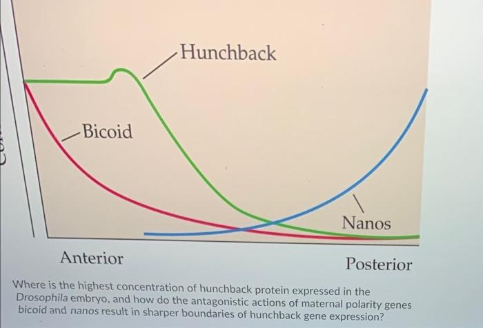 Solved Hunchback Bicoid Nanos Anterior Posterior Where is | Chegg.com
