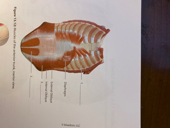 Solved cise 13.4: Muscle Labeling Lab: Complete the labels | Chegg.com