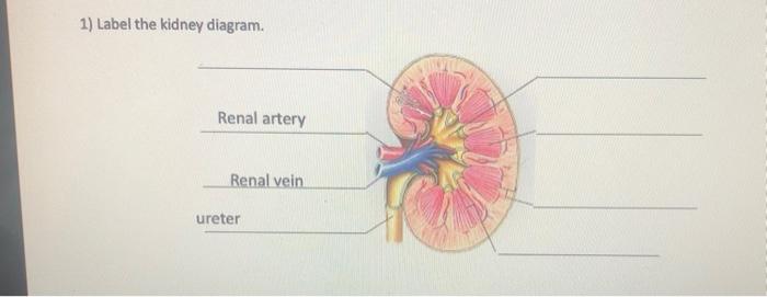 Solved 1) Label the kidney diagram. Renal artery Renal vein | Chegg.com